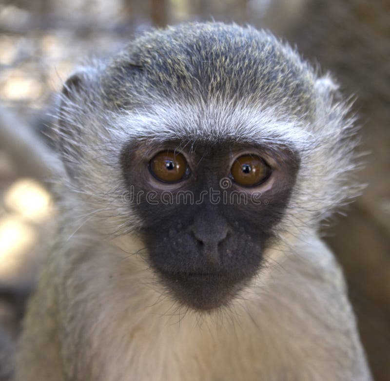 Portrait Of A Vervet Monkey Stock Image - Image of wildlife, cute: 32817255