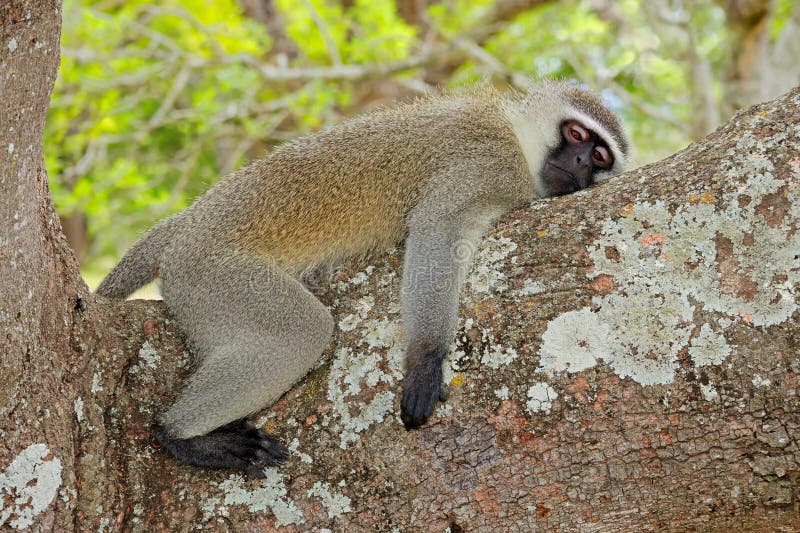 Vervet Monkey Resting in a Tree, Kruger National Park, South Africa ...