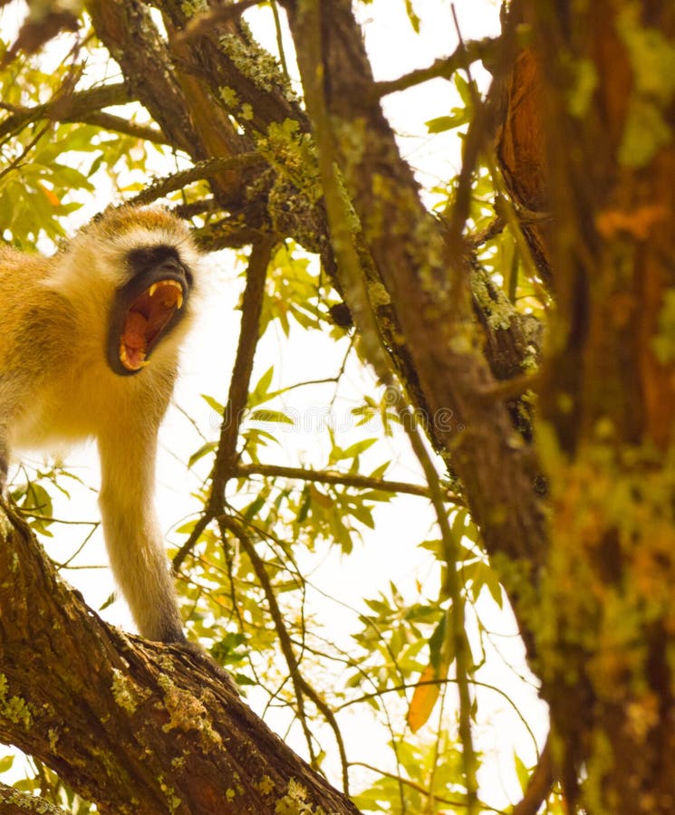 Vervet Monkey roaring stock photo. Image of monkey, roaring - 84081798