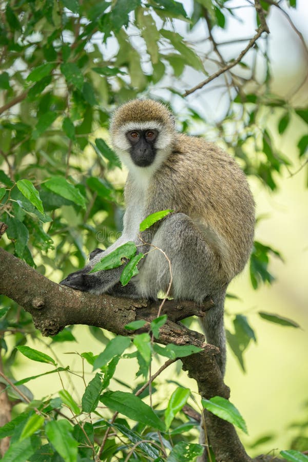 Vervet Monkey Sits on Branch Eyeing Camera Stock Photo - Image of plain ...