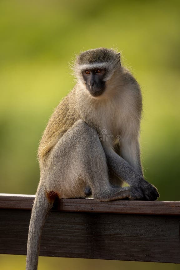 Vervet Monkey Sits on Railing Turning Head Stock Photo - Image of ...