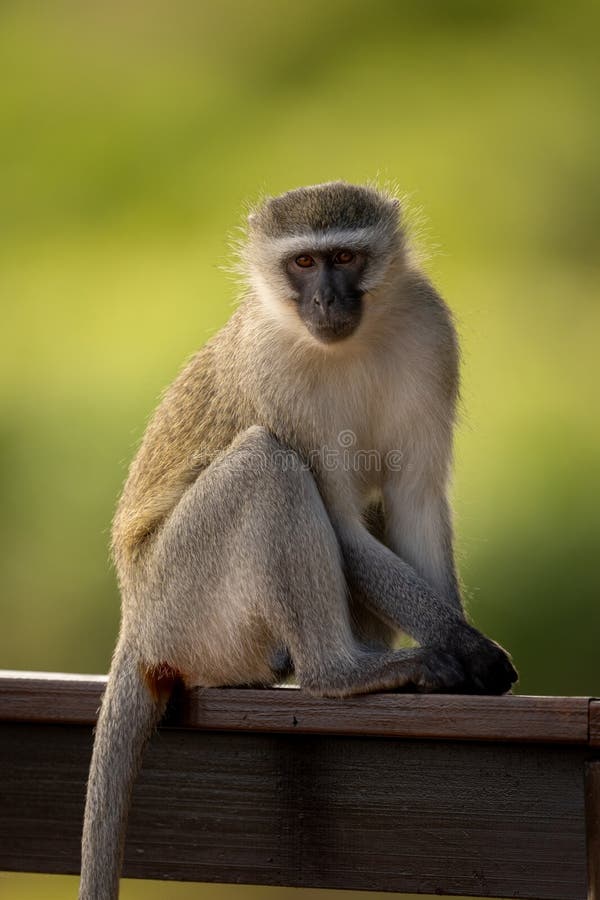 Vervet Monkey Sits on Railing Watching Camera Stock Photo - Image of ...
