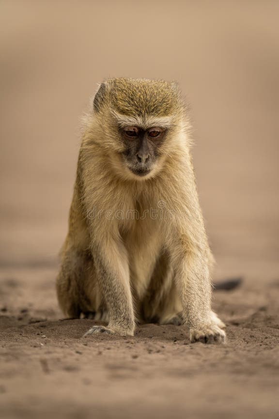 Vervet Monkey Sits on Sand Looking Down Stock Photo - Image of chobe ...