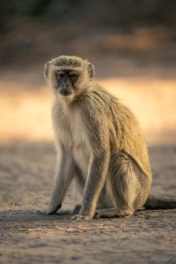 Vervet Monkey Sits on Sand Watching Camera Stock Photo - Image of ...