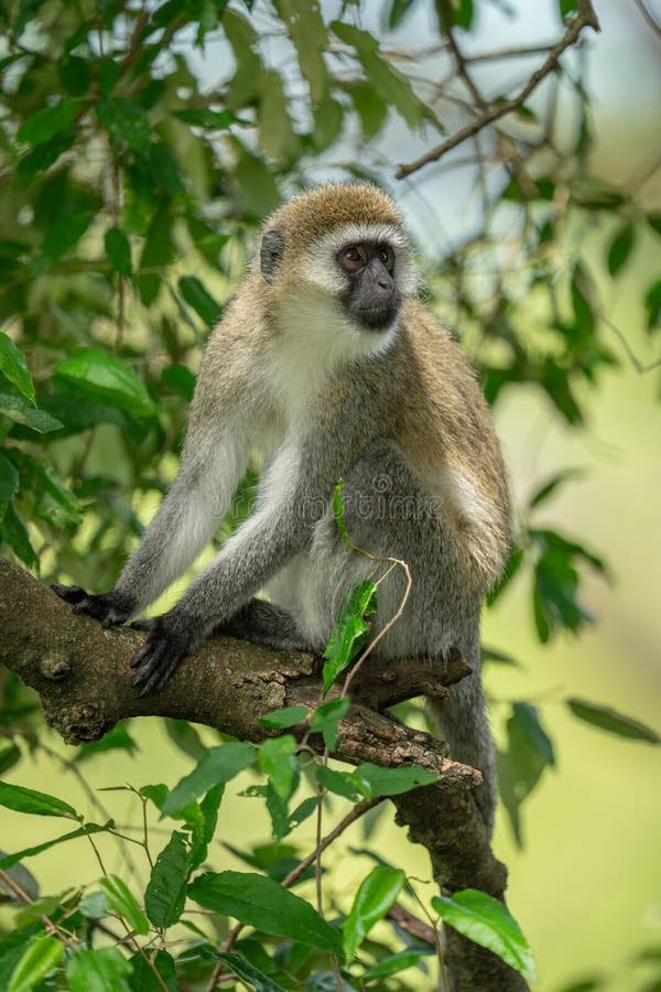 Vervet Monkey Sits Turning Head on Branch Stock Photo - Image of plains ...