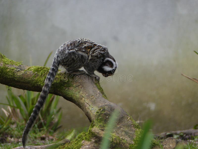 Common Marmoset Sitting on a Branch in the Mist Stock Photo - Image of ...