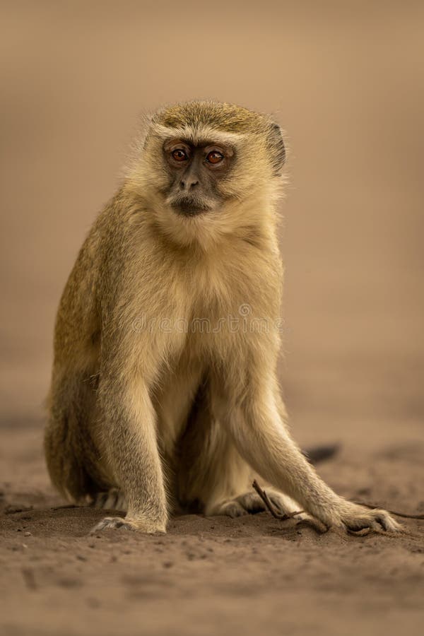 Vervet Monkey Sitting on Sand Watching Camera Stock Photo - Image of ...