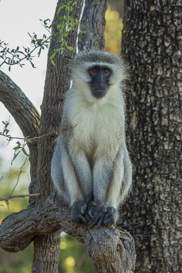 Vervet Monkey Sitting in a Tree Stock Image - Image of kruger, biting ...