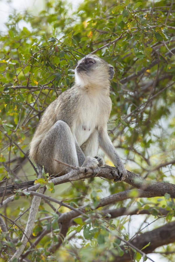 Vervet Monkey Sitting in a Tree Stock Image - Image of wildlife ...
