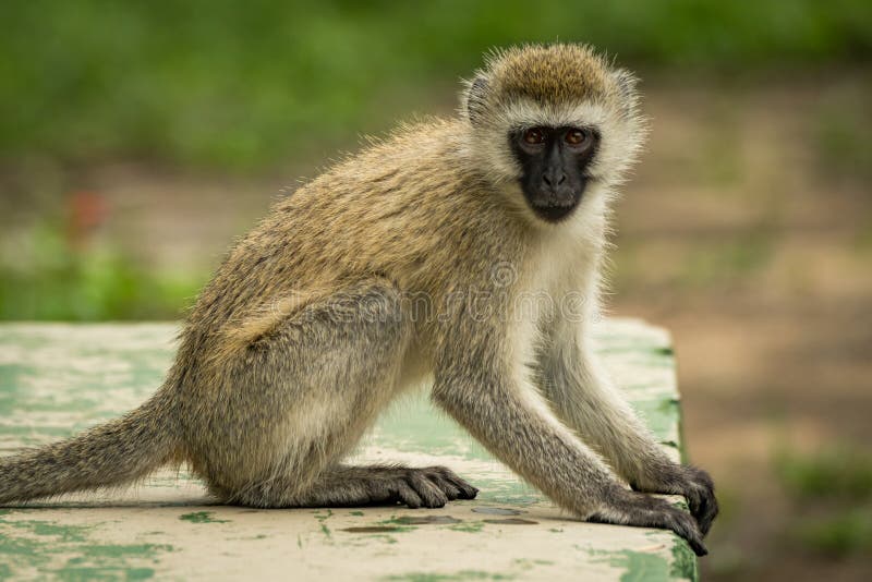 Vervet Monkey Sitting on Wall Facing Camera Stock Photo - Image of ...