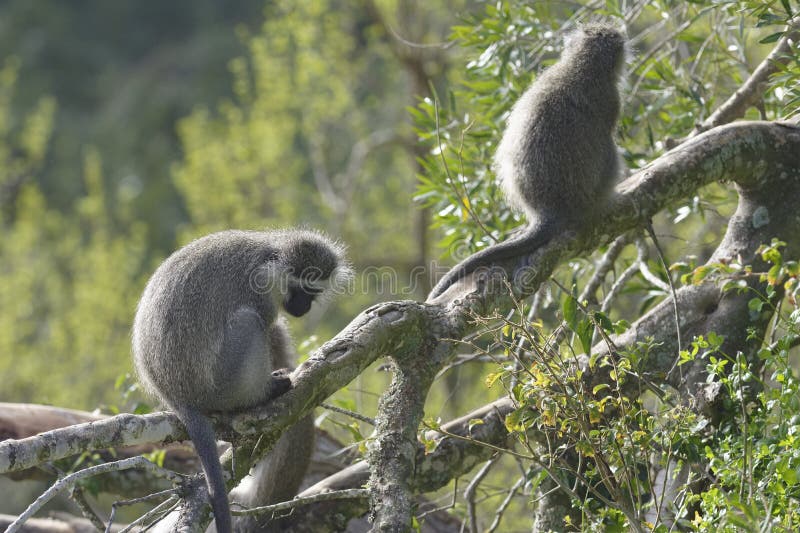Vervet Monkey, South Africa Stock Image - Image of cercopithecidae ...