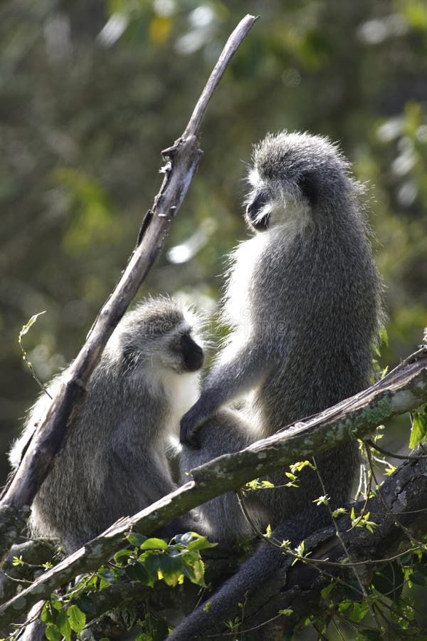 Vervet Monkey, South Africa Stock Photo - Image of animal, nature: 95409658