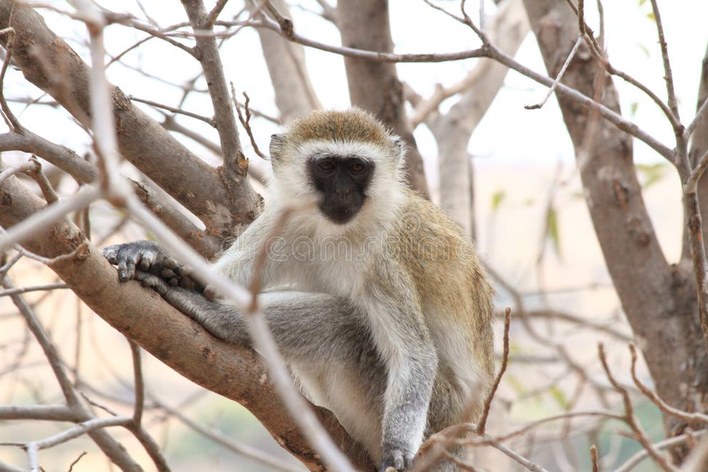 Vervet Monkey Stare stock photo. Image of african, tree - 28241924
