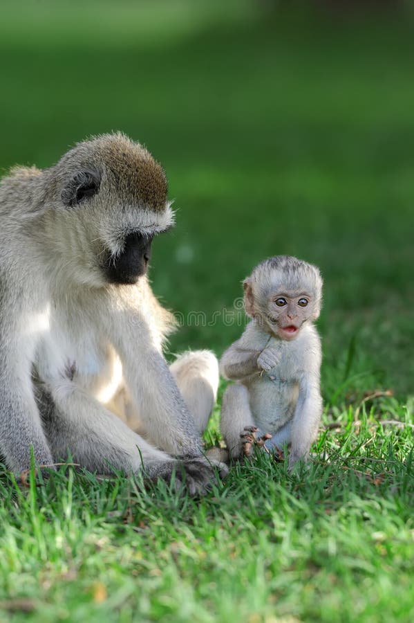 Vervet monkey stock photo. Image of looking, forest, ecology - 39826688