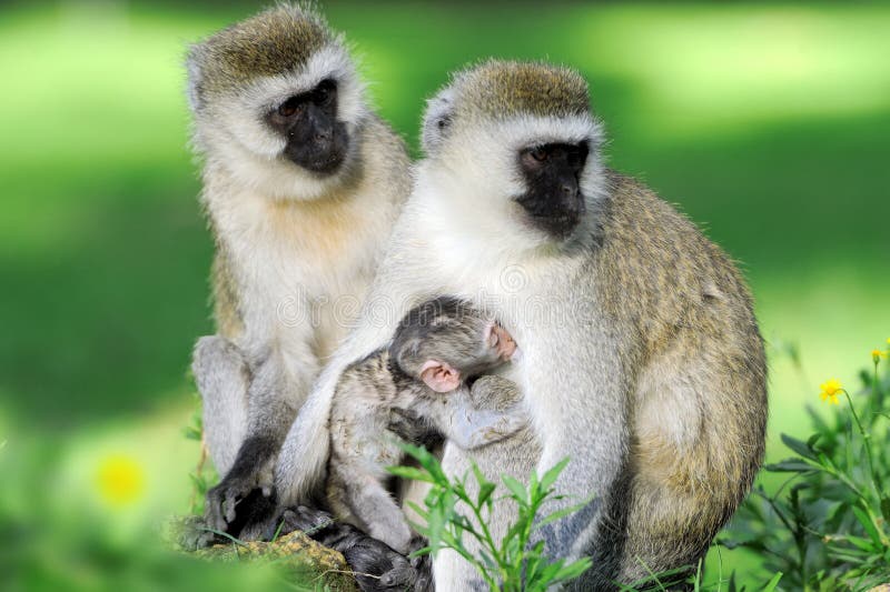 Vervet monkey stock photo. Image of grey, ecology, national - 39827250