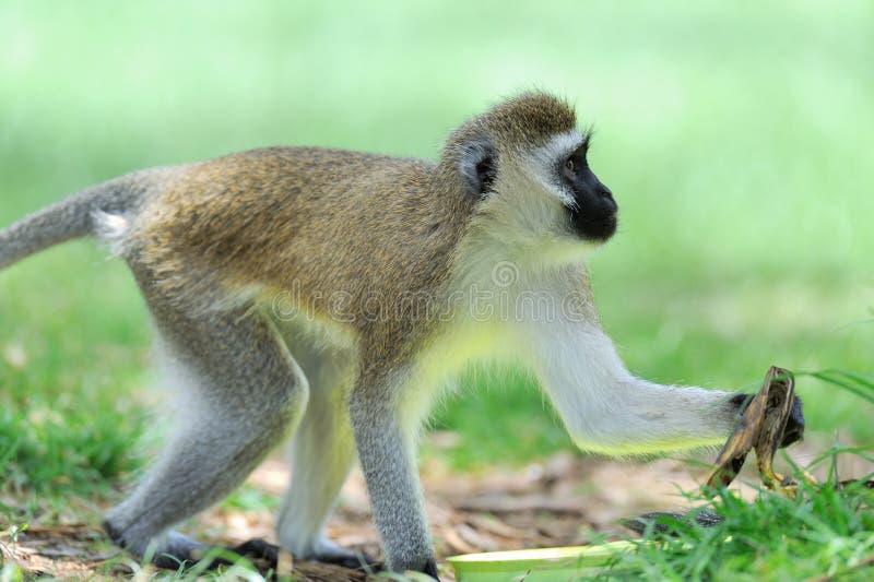 Vervet monkey stock photo. Image of looking, african - 42933058