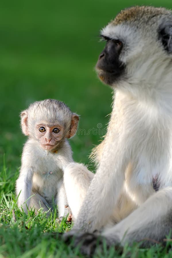 Three Vervet Monkeys Preening Each Other Stock Photo - Image of baby ...