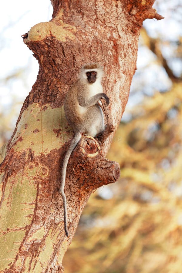 Vervet monkey on a tree stock image. Image of animals - 48876303