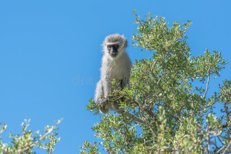 Vervet monkey in a tree stock image. Image of wildlife - 68579141