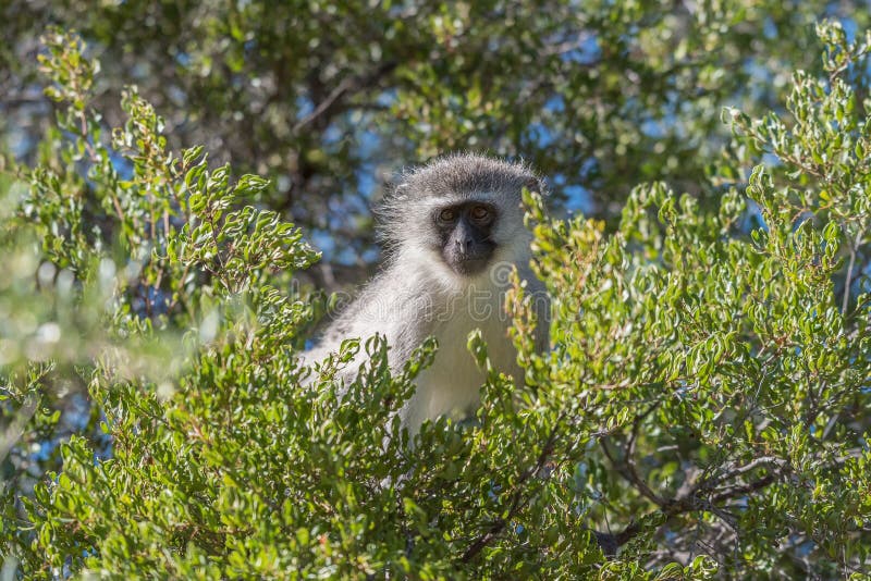 Vervet Monkey with Extended Tail and Food in Hand Stock Photo - Image ...