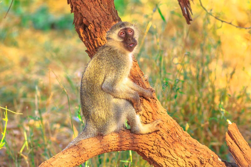 Vervet Monkey on a tree stock photo. Image of savannah - 308909874