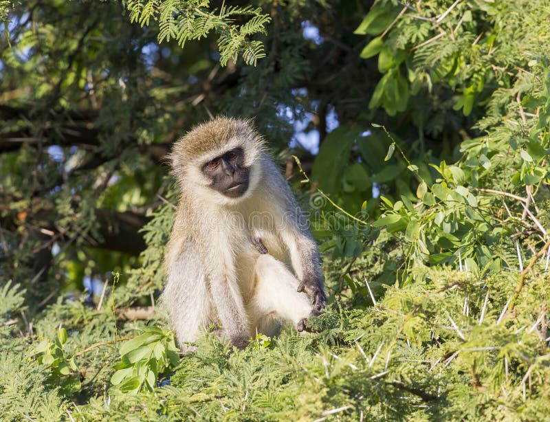 Vervet Monkey in a Tree stock image. Image of environment - 235636289