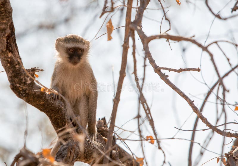 Victoria Falls Bridge between Zambia & Zimbabwe Stock Photo - Image of ...