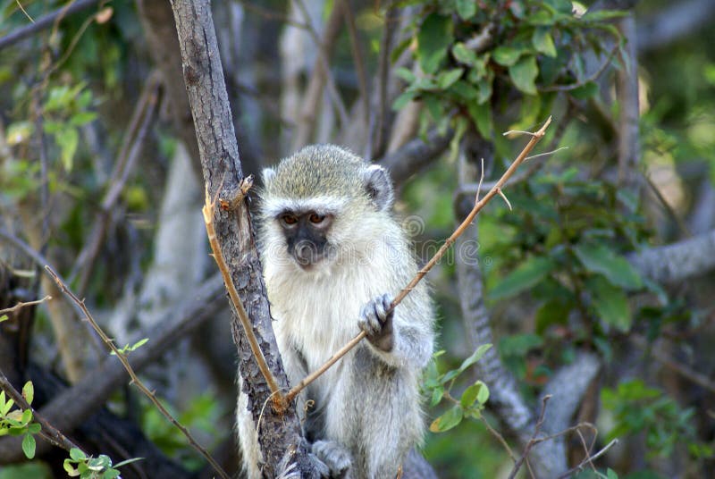 Vervet monkey in a tree stock photo. Image of young - 153491276