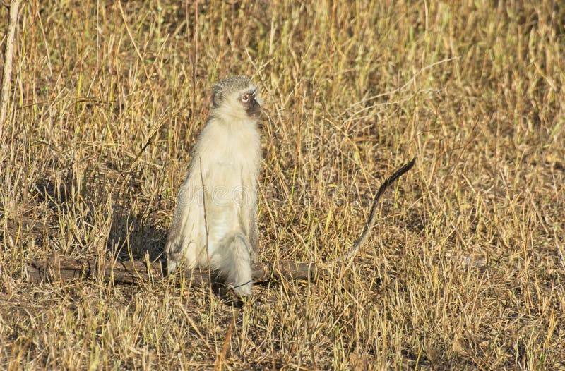 Vervet monkey in veld stock image. Image of african - 379586395