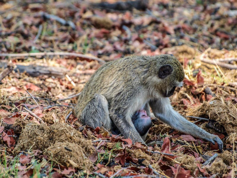 Vervet monkey stock photo. Image of animal, leafs, monkey - 37983550