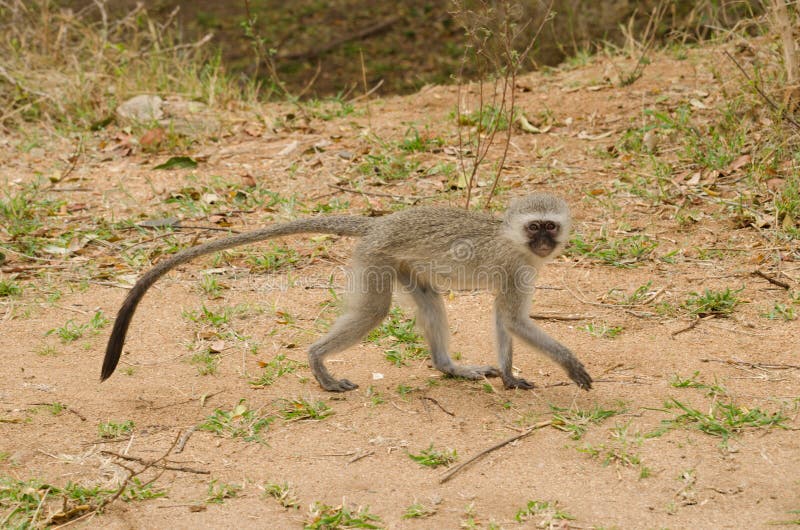 Vervet monkey walking stock photo. Image of nature, male - 59593912