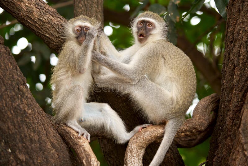 The Vervet Monkey, Lake Manyara, Tanzania, Africa. Stock Image - Image ...