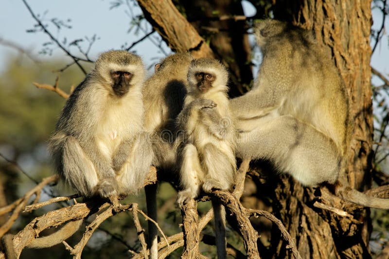 The Vervet Monkey, Lake Manyara, Tanzania, Africa. Stock Image - Image ...