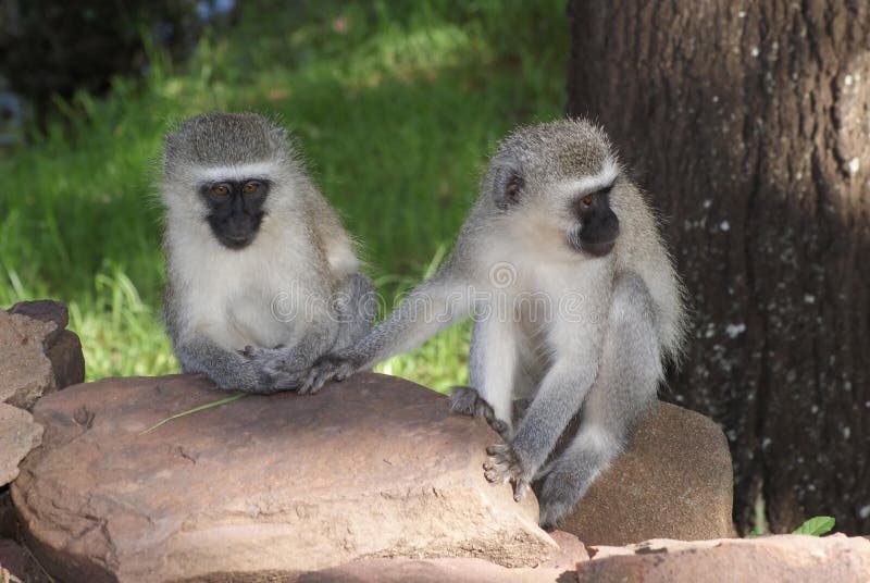 Monkey Holding Hands Stock Photos - Download 346 Royalty Free Photos