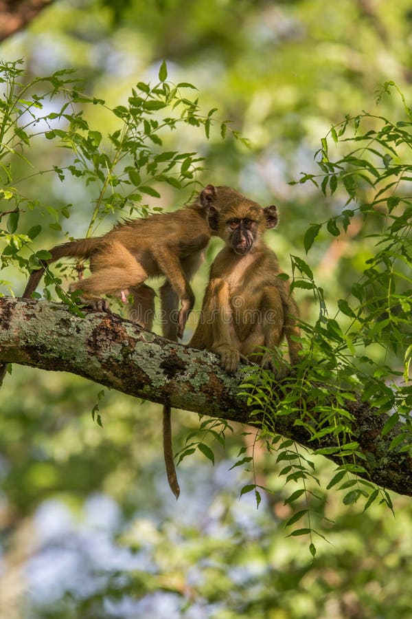 Vervet monkeys playing stock photo. Image of africa, south - 29125442