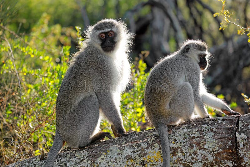 Two Vervet Monkeys Sit Looking Up Tree Stock Photo - Image of couple ...
