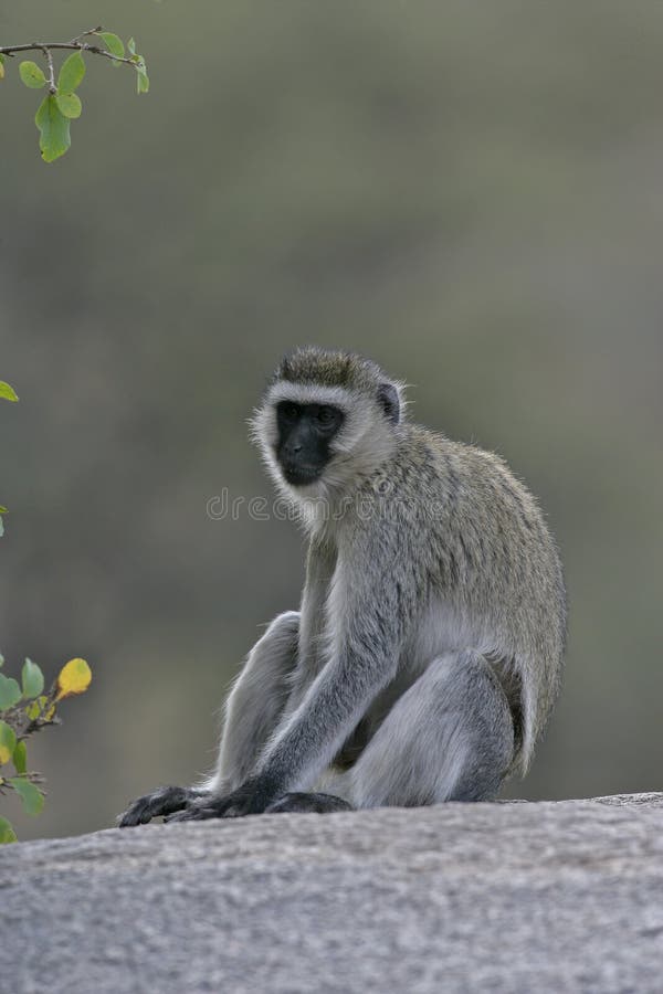 Vervet Ou Macaco Verde, Pygerythrus De Chlorocebus Imagem de Stock ...