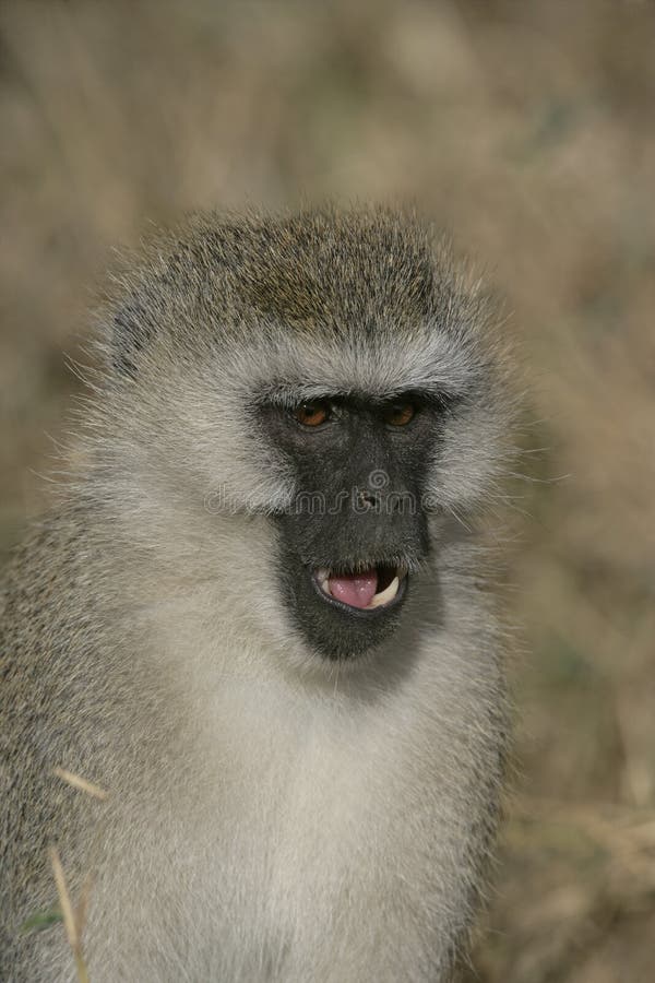 Vervet Ou Macaco Verde, Pygerythrus De Chlorocebus Foto de Stock ...