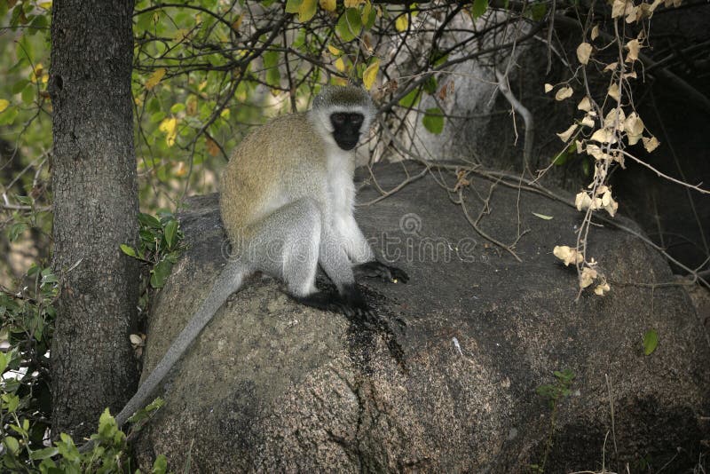 Vervet Ou Macaco Verde, Pygerythrus De Chlorocebus Imagem de Stock ...