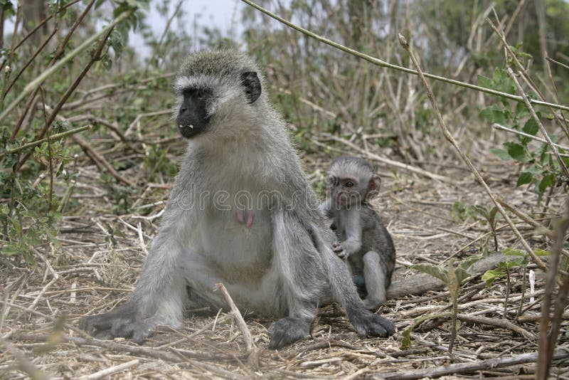 Vervet Ou Macaco Verde, Pygerythrus De Chlorocebus Imagem de Stock ...