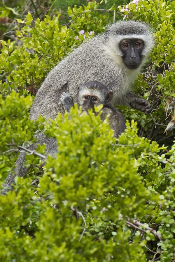 Vervit monkey and young stock photo. Image of africa - 30882788