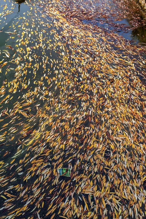 Vervuilde rivier stock foto. Image of afval, scherp, geur - 93960670