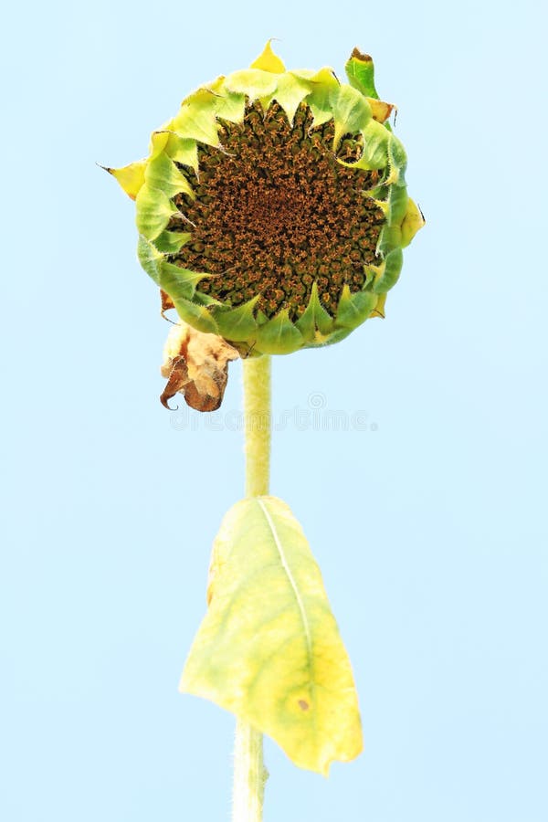 Verwelkte zonnebloem stock afbeelding. Image of gebied - 43113493 Verwelkte zonnebloem stock afbeelding. Image of gebied - 43113493