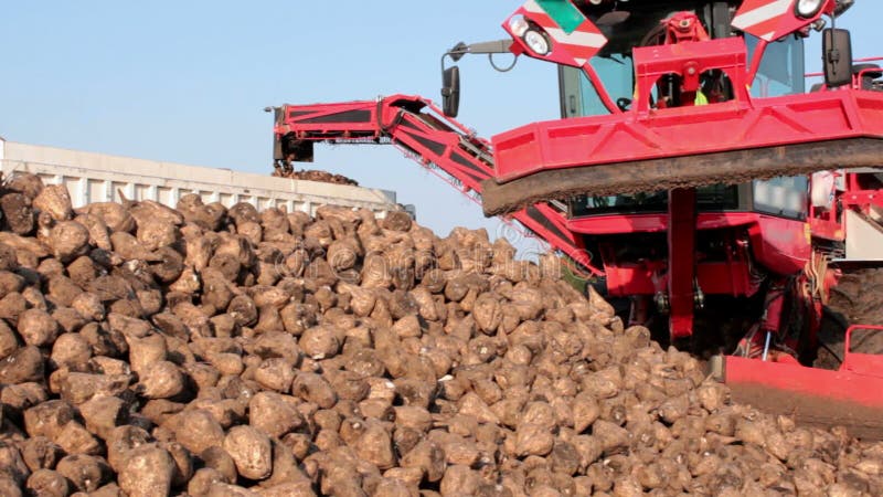 Verwerking En Lading Van Suikerbiet Stock Footage - Video of reiniging ...