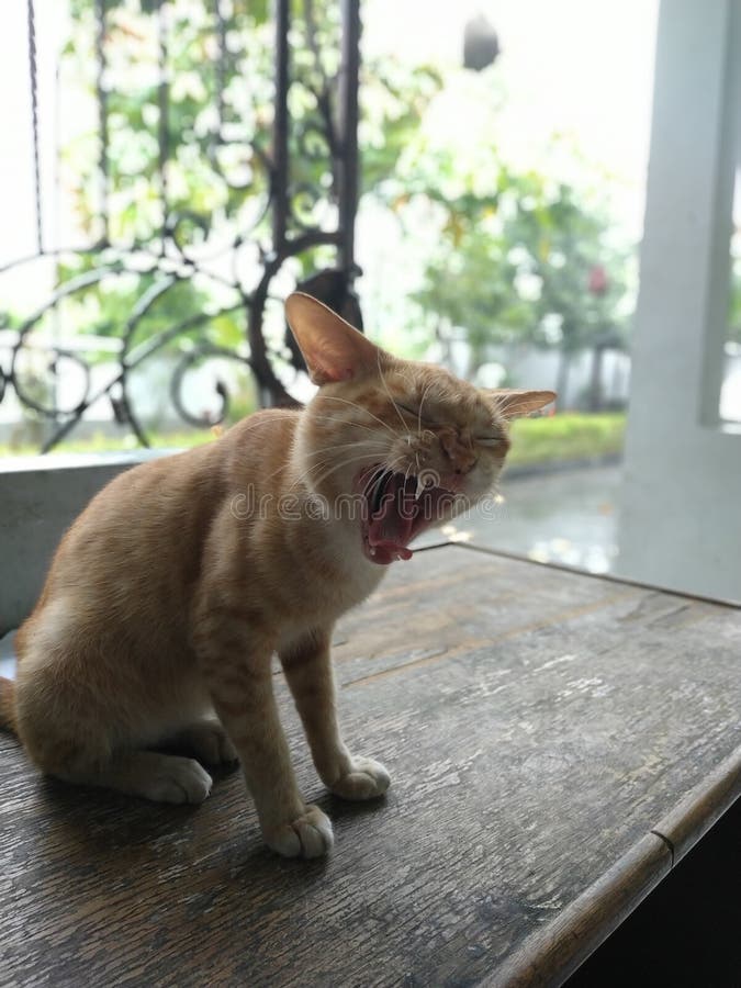 Very adorable cat pose stock image. Image of animal - 281102169