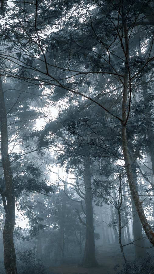 A Very Aesthetic Forest is Used for Hiking Trails Stock Image - Image ...