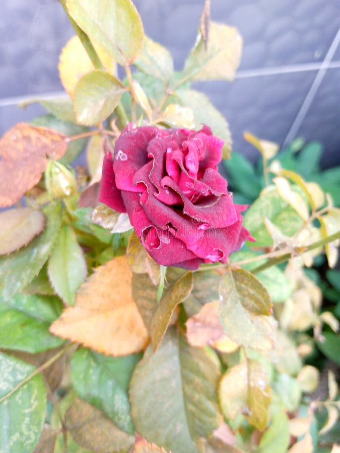 A Very Aesthetic View of Rosebuds in Bloom Stock Photo - Image of tree ...