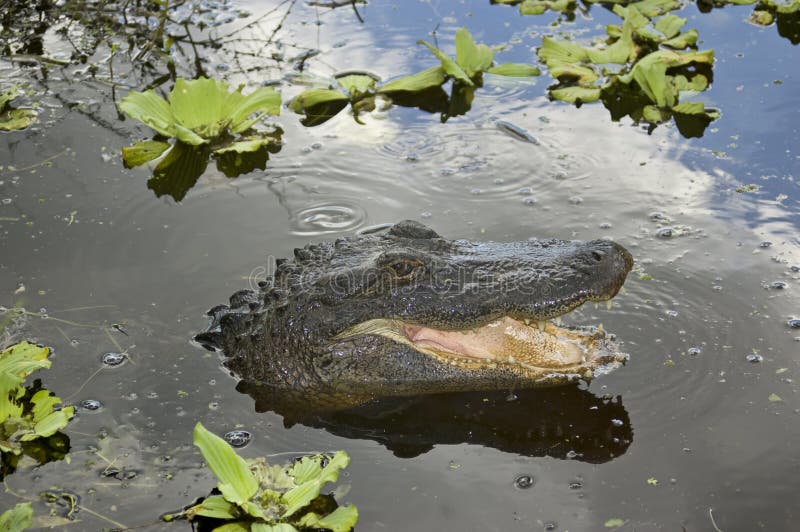 Very Aggressive Alligator stock photo. Image of nature - 5468840
