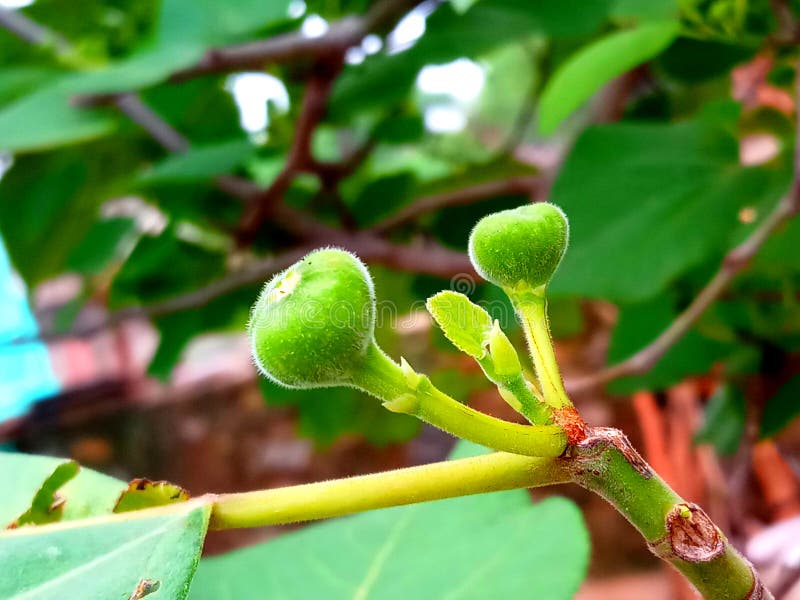 Nature of plant stock image. Image of amezing, plant - 122304687