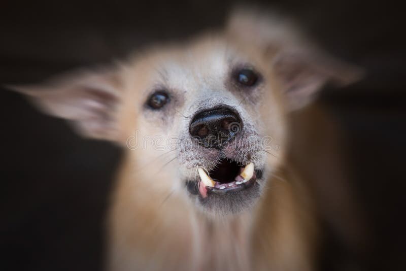 Very Angry Bad Dog in Dark Background Stock Photo - Image of belgian ...